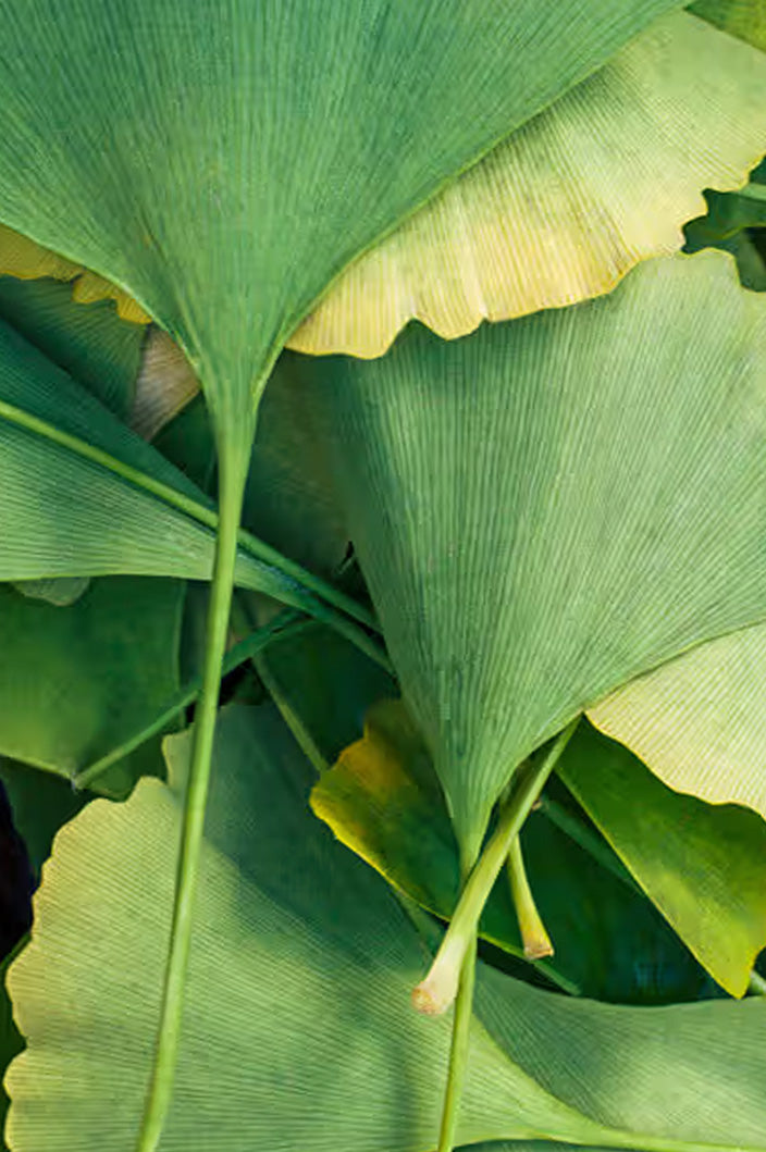 Ginkgo biloba – be levels